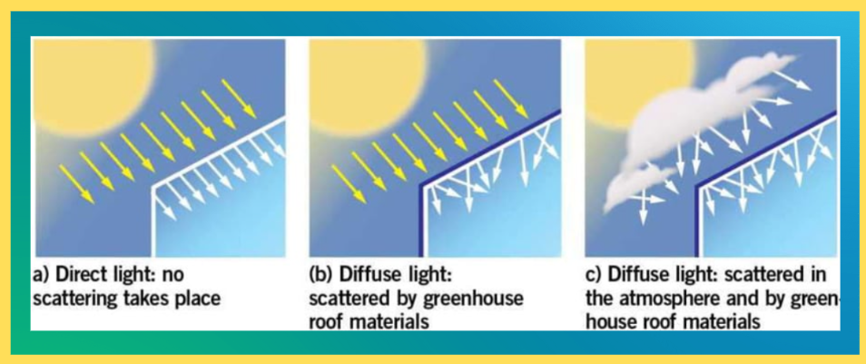 The Significance of Light Diffusion in Greenhouses: Optimizing Plant Growth and Productivity